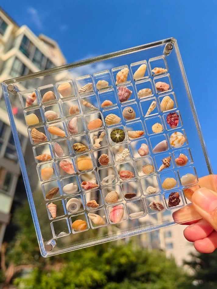 Acrylic Magnetic Seashell Storage Box – uber7