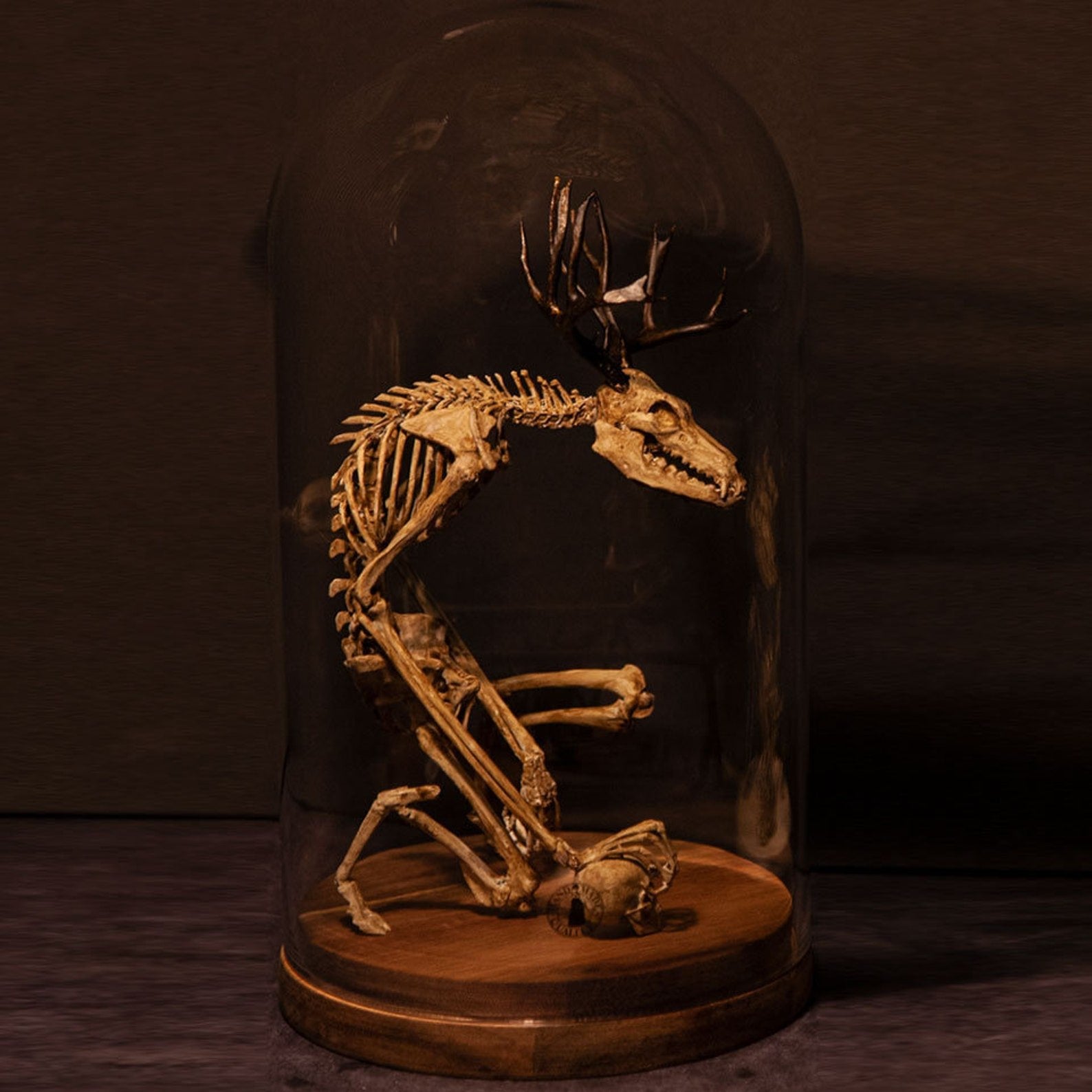 🔥🔥🔥Holiday Day Promotion 40% OFFWENDIGO SKELETON CURIOSITY CABINET - B ...
